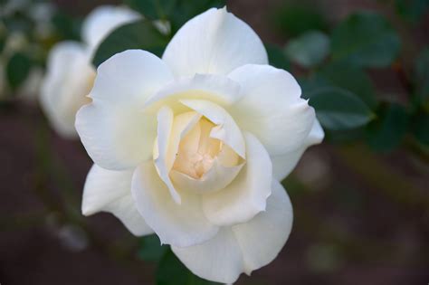 ছবি ব্লগ গোলাপ খালিদ আহসান এর বাংলা ব্লগ । Bangla Blog সামহোয়্যার ইন ব্লগ বাঁধ ভাঙ্গার