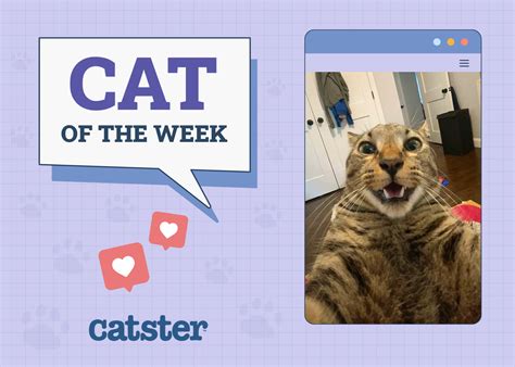 How To Tell Cat Gender By Face Vet Approved Ways Catster