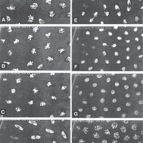 Setup For Breaking The Tip Of Microinjection Needles A B A Needle Download Scientific
