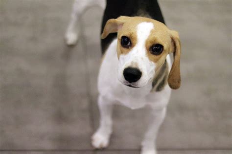 잠실 2018 0708 개종류 고양이입양보내기 스핑크스 광주강아지분양 코카스파니엘 푸들분양 시바견분양 페르시안 강아지무료분양 고양이무료분양 도그마루 보호소 유기견