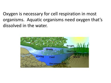 Ppt Dissolved Oxygen And Primary Productivity Lab Powerpoint Presentation Id 3722303
