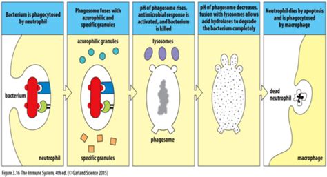 Innate Immunity Flashcards Quizlet
