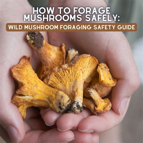 10 Easy Morel Mushroom Recipes Mushroom Appreciation
