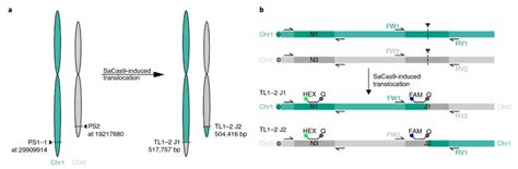 【总结】基因编辑在植物领域的应用（一） 知乎
