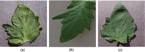 Figure 1 From A Lightweight Attention Based Convolutional Neural Networks For Tomato Leaf