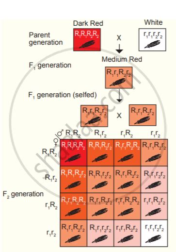 Explain Polygenic Inheritance With An Example Botany