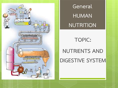 SOLUTION Nutrients Digestion And Absorption Studypool