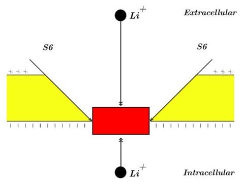 Quantum Tunneling Induced Membrane Depolarization Can Explain The Cellular Effects Mediated By