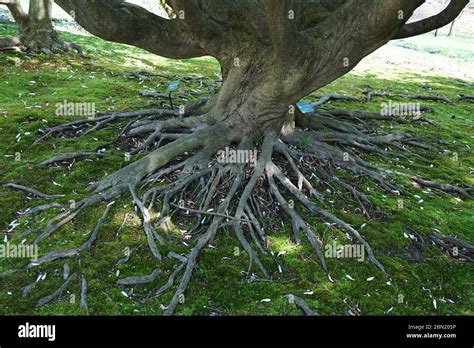 Exotic Tree Roots Covered With Green Moss Stock Photo Alamy