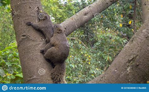 Pallas`s Squirrel Have Sex In The Tree Of The Daan Park Forest Taipei