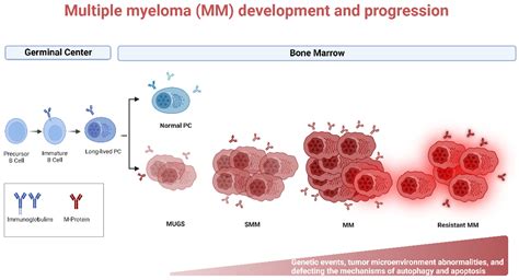 Autophagy And Apoptosis Current Challenges Of Treatment And Drug Resistance In Multiple Myeloma
