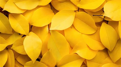 생기 넘치는 가을 단풍 노란 잎의 매혹적인 질감 가을 숲 푸른 숲 녹색 자연 배경 일러스트 및 사진 무료 다운로드 Pngtree