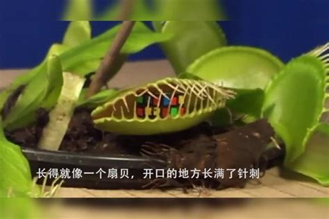 捕蝇草有个沙雕主人每天都在绝望捕蝇草求求你放过我 主人