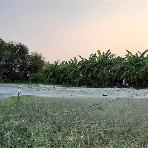 ไร่แคร์คุณ By Praneet