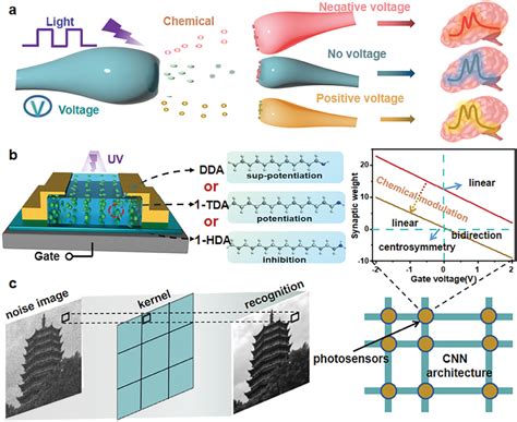 A The Schematic Diagram Of Multi‐factor Modulation Of Light Electric