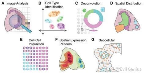 10x空间转录组重点分析合集3 知乎