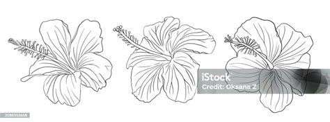 트로피컬 하이비스커스 플라워 세트입니다 중국 장미 꽃입니다 손으로 그린 벡터 라인 아트 일러스트 로고 카드 또는 초대 차 허브