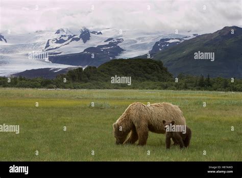 Grizzly Bear Ursus Arctos Horribilis Adult Female And Yearling Cub On