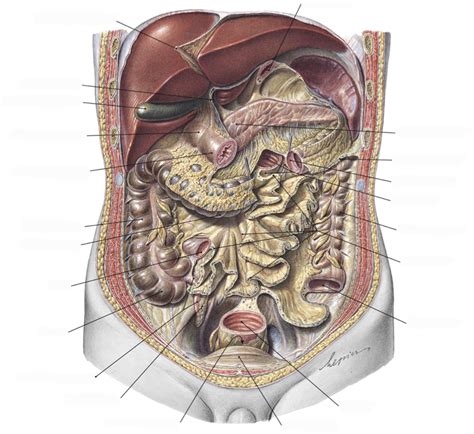 Mesentric Root Diagram Quizlet