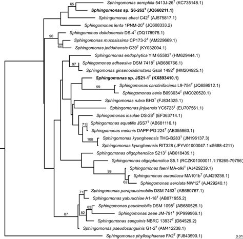 Maximum Likelihood Tree Based On 16s Rrna Gene Sequences The Tree Was