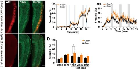 Effects Of Ablation Of Island Cells In The Medial Entorhinal Cortex Download Scientific Diagram