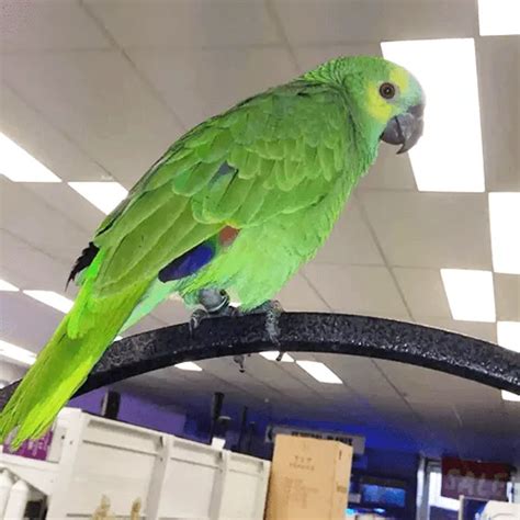 Amazon Parrot For Sale Buy Hand Raised Amazon Parrots