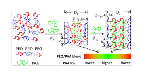 Distributions Of A Linear Homopolymer Additive In An Ordered Block