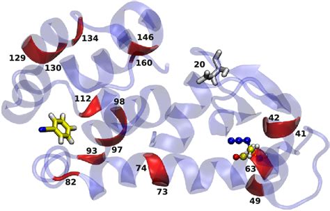 The Structure Of Lysozyme Including Phcn Licorice In The Active Site Download Scientific
