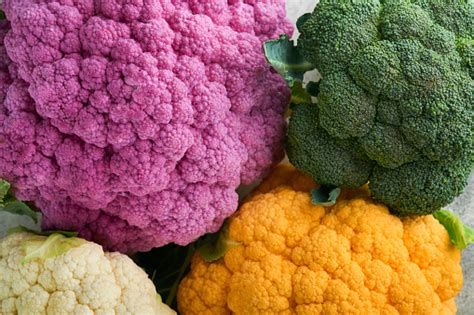 컬러푸 콜리플라워 돌 타일 회색 콘크리트 배경에 남성 손을 쥐고있는 금속 용기에있는 다양한 종류의 콜리 플라워 보라색 노란색 흰색 및 녹색 양배추 모의 상단 보기 0명에