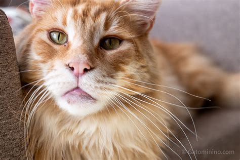 El Gato Maine Coon Historia Salud Y Personalidad