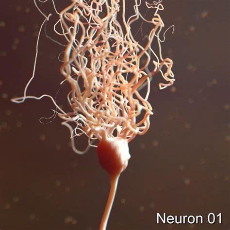 Discover 18 Nerdy And Neurons Ideas Microscopic Photography Cell Model Anatomy And More