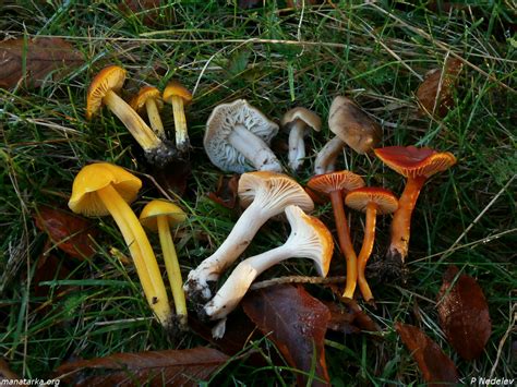 Род Hygrocybe Черешови гъби « Сайт за гъбите в България