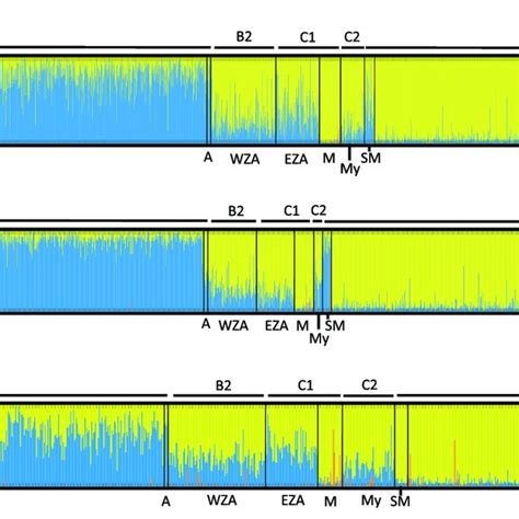 Distribution Of Three Genetic Clusters Estimated Using Structure For