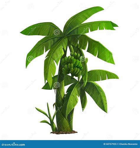 Banana Tree Stock Illustrations 19985 Banana Tree Stock