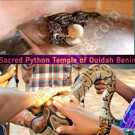Temple Du Python The Sacred Python Temple Of Ouidah Benin An Insiders Guide Emda Makina