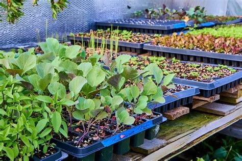 Российские ученые придумали как повысить пользу красного салата для здоровья Kp Ru