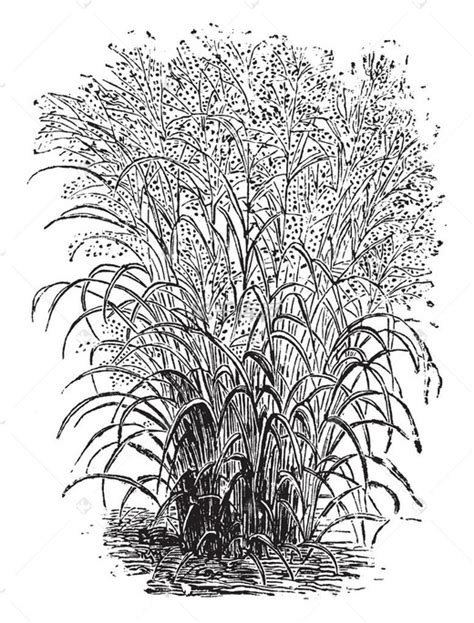 稷图片 稷图片素材免费下载 千库网