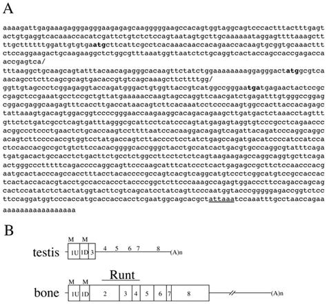 A Variant Of Runx2 That Differs From The Bone Isoform In Its Splicing