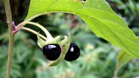 Deadly Nightshade Belladonna Atropa Belladonna 50 Fresh Etsy