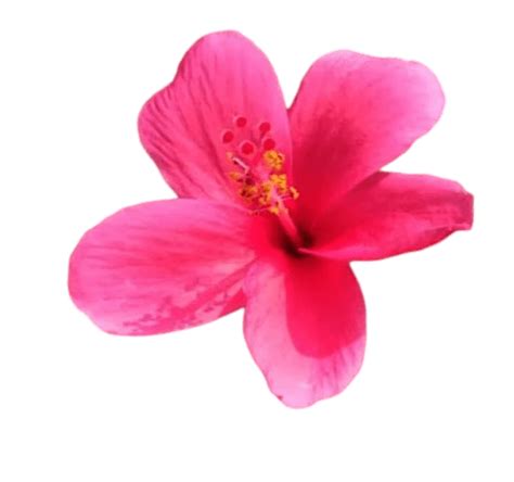 Pink Hibiscus Png Images Free