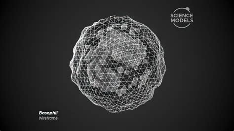 Basophil Cell 3d Model Animated Cgtrader