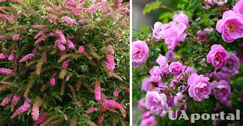 Як підготувати сад до зими як правильно обрізати троянди у саду перед похолоданням