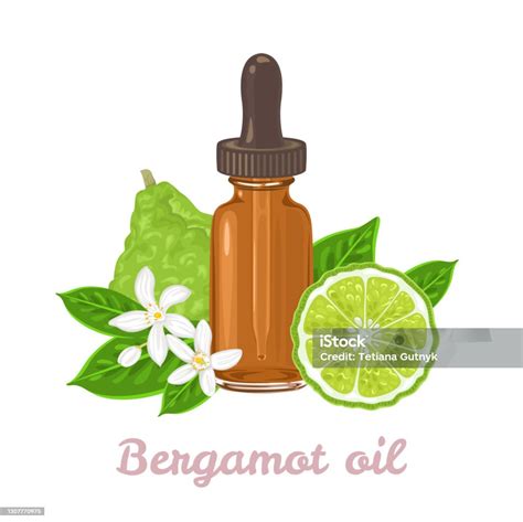 베르가못 에센셜 오일 호박색 유리 드롭퍼 병 향기로운 꽃 녹색 잎과 흰색 배경에 고립 된 감귤류 과일 만화 플랫 스타일의 벡터 일러스트레이션 0명에 대한 스톡 벡터 아트 및