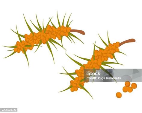 바다 갈매 나무속 가지와 열매 요리에 유용한 베리 및 디자인에 대한 음식 갈매나무에 대한 스톡 벡터 아트 및 기타 이미지 갈매나무 개체 그룹 건강한 생활방식 Istock