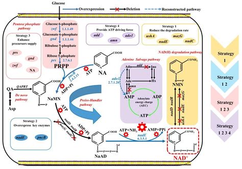 Metabolic Engineering代谢工程合成辅酶烟酰胺腺嘌呤二核苷酸取得研究成果 生物研究专区 生物谷
