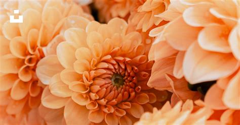 매크로 샷의 분홍색 꽃 사진 Unsplash의 무료 복숭아 색 이미지