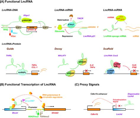 long non coding rnas function as versatile transcriptional regulators
