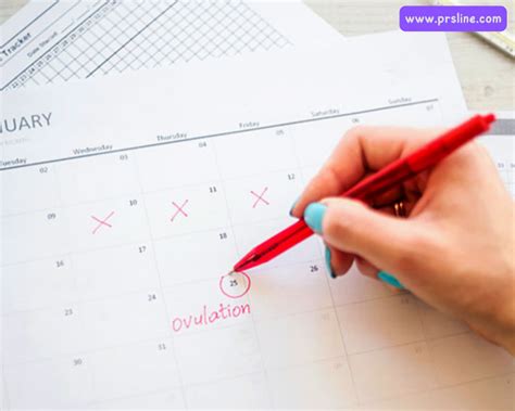 How To Track Ovulation A Comprehensive Guide For Women Prsline
