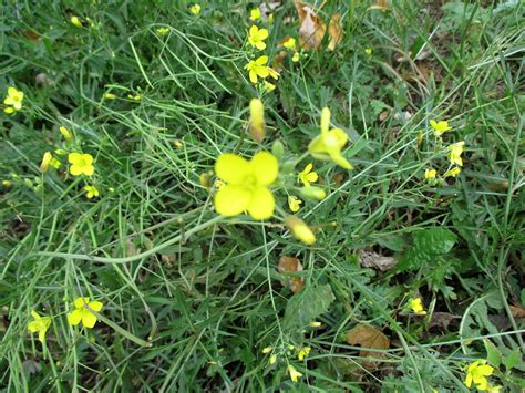 Двурядка тонколистная (Diplotaxis tenuifolia)