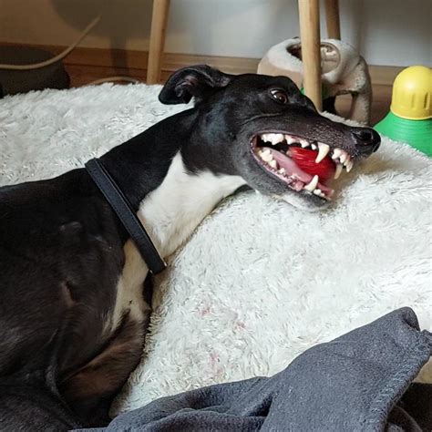 [awesomewm] My First Attempt Of Ricing R Unixporn